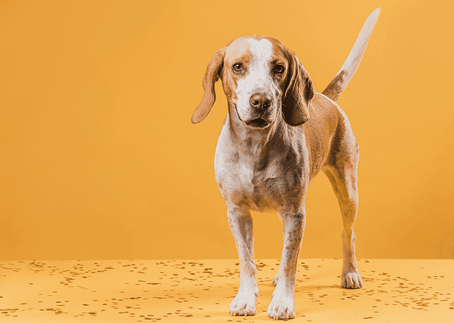 Vet24 | Urgencias 24hs y Clínica Veterinaria